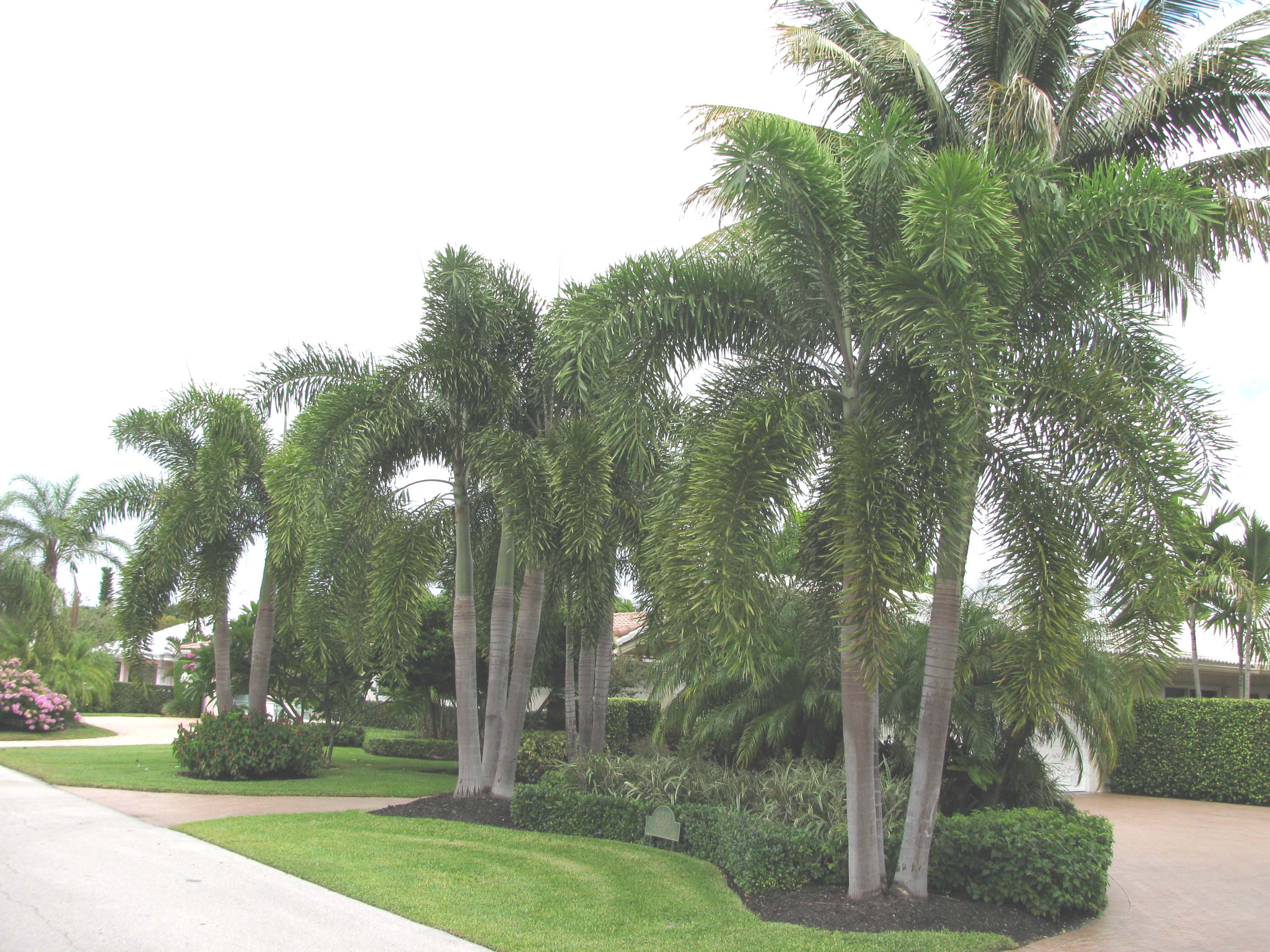 Foxtail Palm Wodyetia Bifurcata